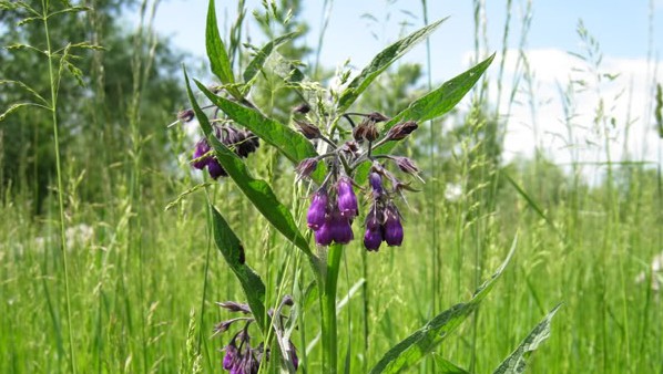 Gavez (lat. Symphytum officinale)